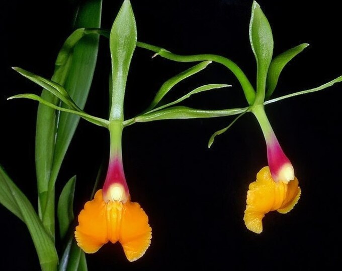 Eplc Rene Marques X Epi Pseudoepidendrum - Etsy