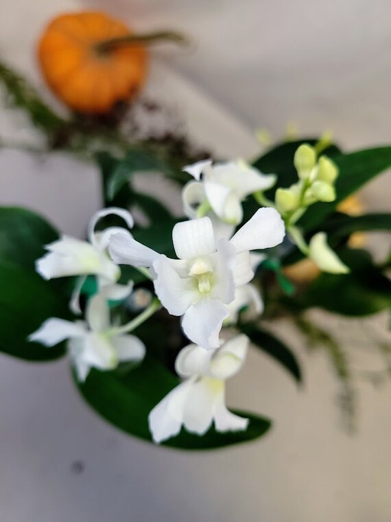 BS dendrobium Mini Snow Flake | Etsy