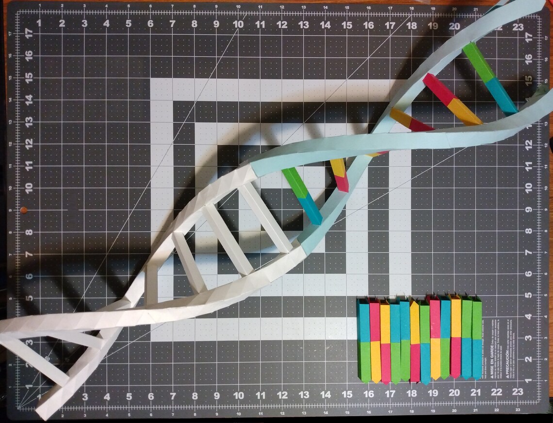 DNA Double Helix Model PDF SVG Diy Papercraft Pattern for a Modular ...