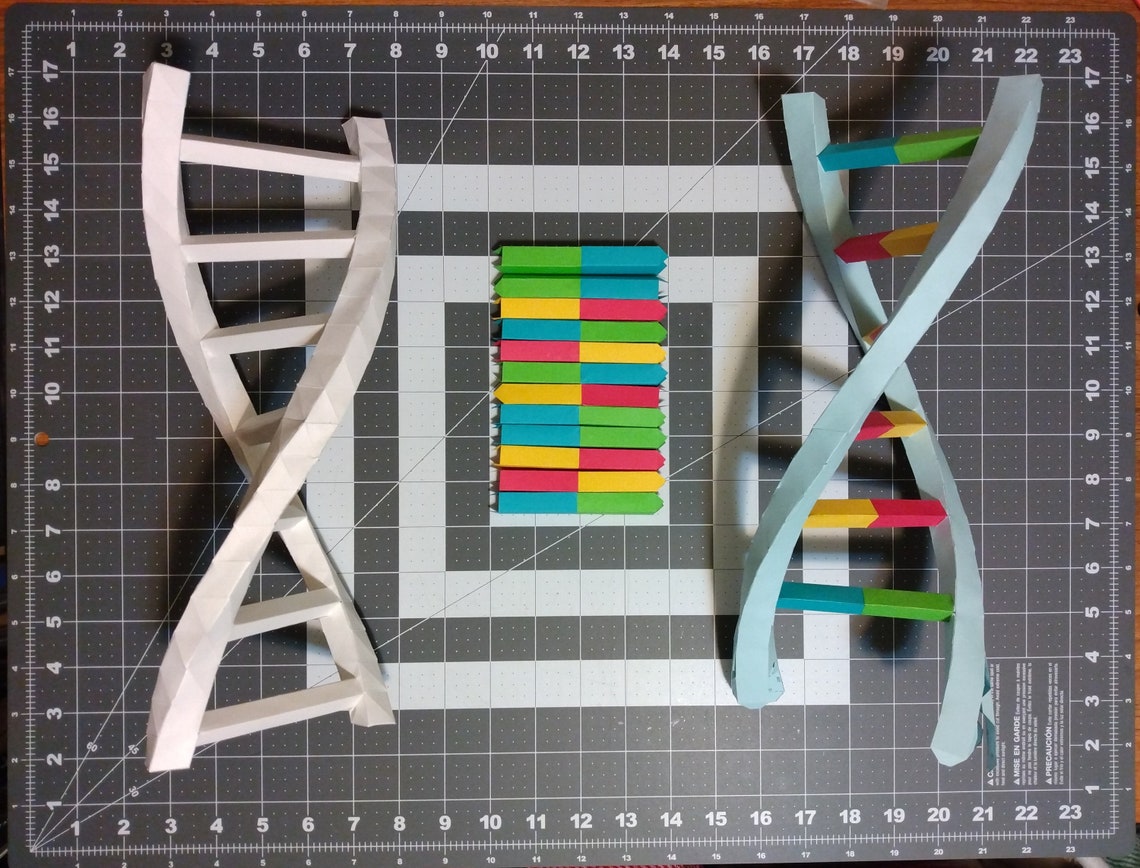 DNA Double Helix Model PDF SVG Diy Papercraft Pattern for a Modular ...