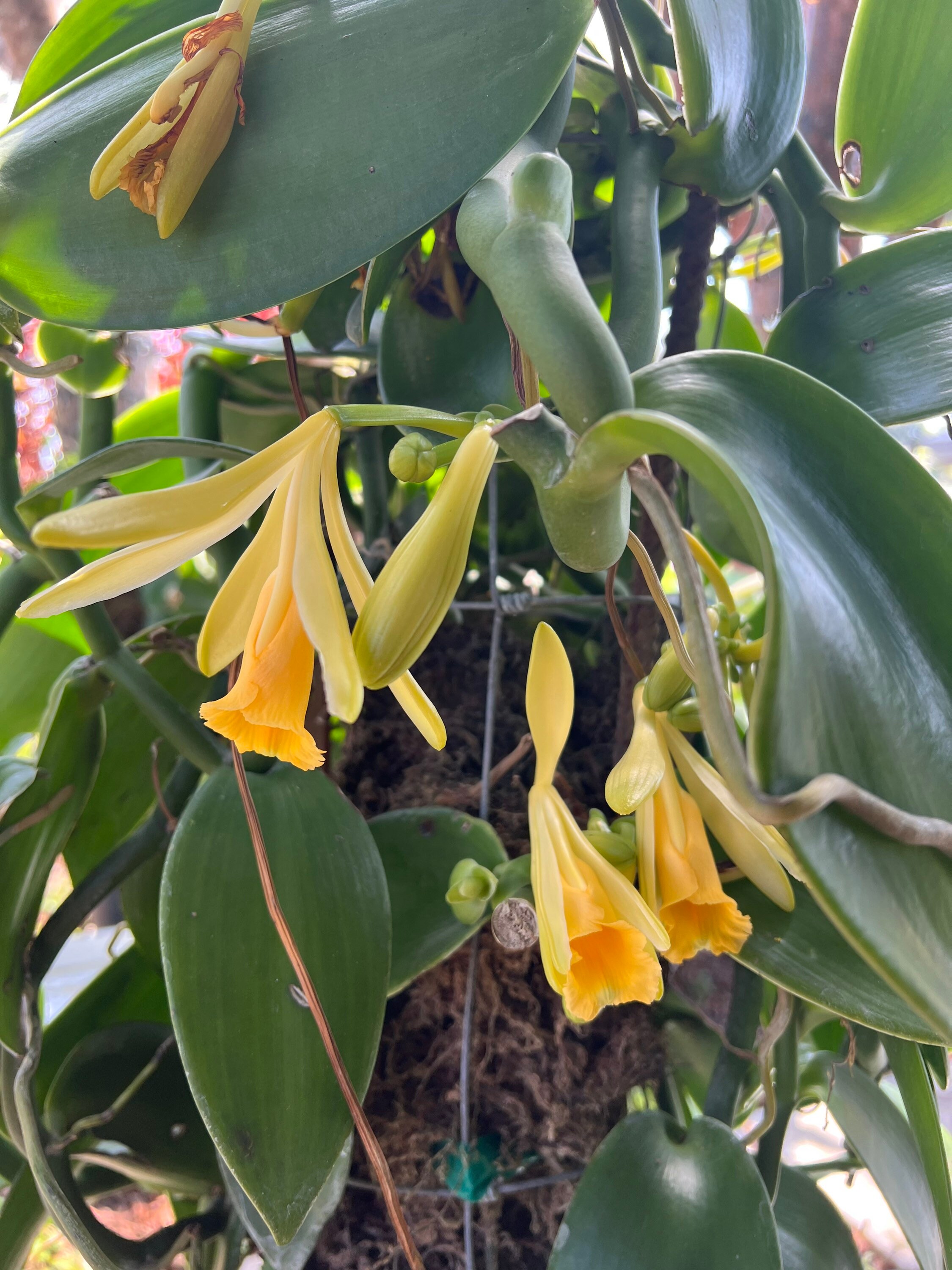 Vanilla Pompona Orchid Plant Cutting One Foot Long. - Etsy
