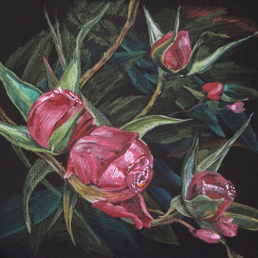 Blooming Garden Roses Original Colored Pencils Drawing on Black Paper ...