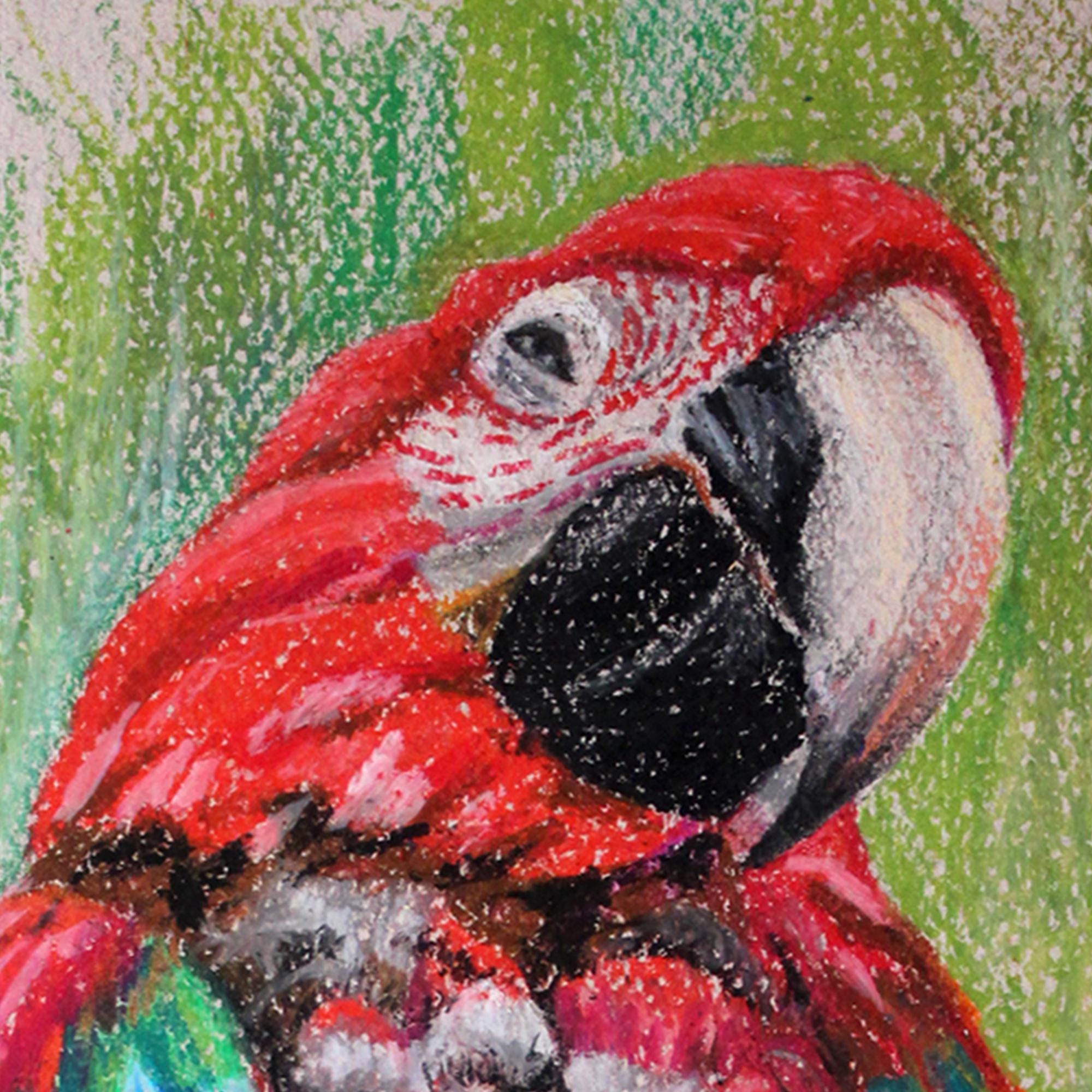 Ara Parrot Oil Pastel Original Drawing: Tropical Bird Portrait (8.1x12 ...
