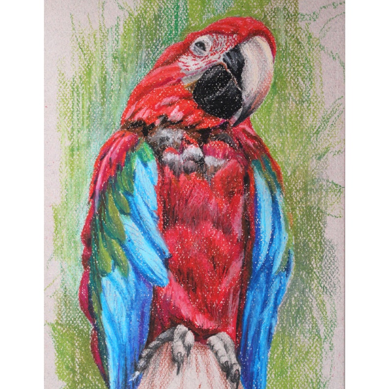 Ara Parrot Drawing African Makaw Original Oil Pastel Painting - Etsy