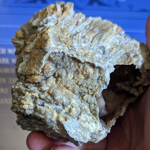 Old Stock: Agate Fossilized Coral Specimen From Tampa Florida - Etsy