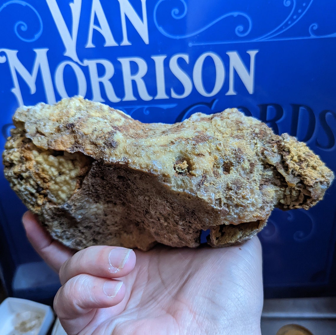 Agatized Fossil Coral Geode: Tampa Bay, Florida, Pseudomorph Specimen ...