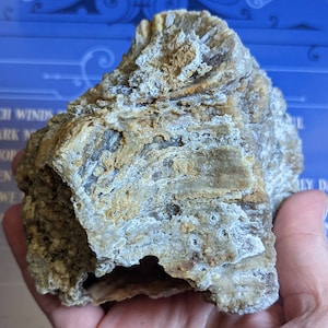 Old Stock: Agate Fossilized Coral Specimen From Tampa Florida - Etsy