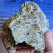 Old Stock: Agate Fossilized Coral Specimen From Tampa Florida - Etsy