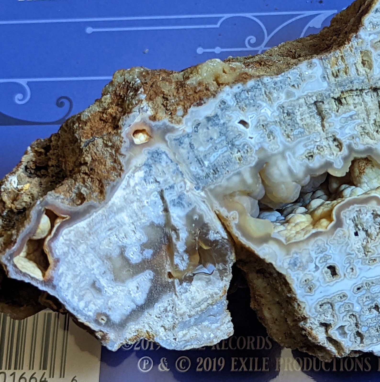 Agatized Fossil Coral Geode: Tampa Bay, Florida, Pseudomorph Specimen ...