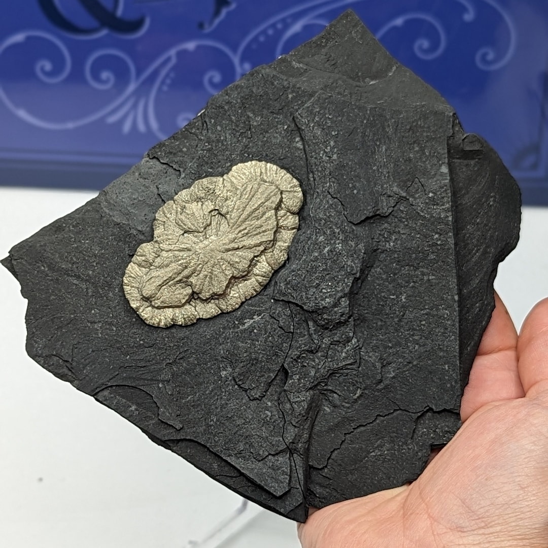 Smaller Oblong Pyrite Sun on Black Shale Matrix , Miner's Dollars From ...