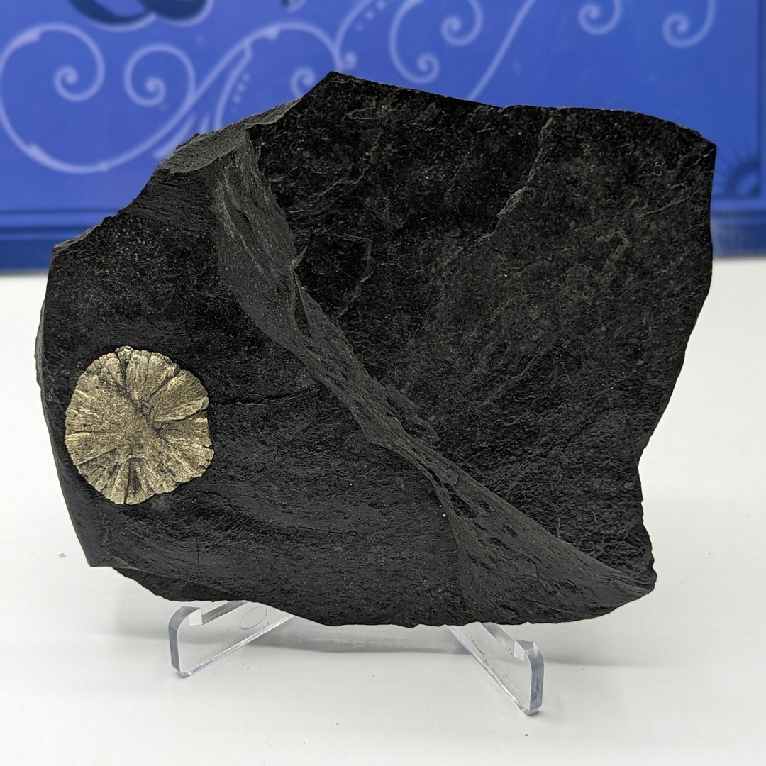 Smaller Pyrite Sun on Black Shale Matrix , Miner's Dollars From Sparta ...