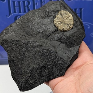 Smaller Pyrite Sun on Black Shale Matrix , Miner's Dollars From Sparta ...