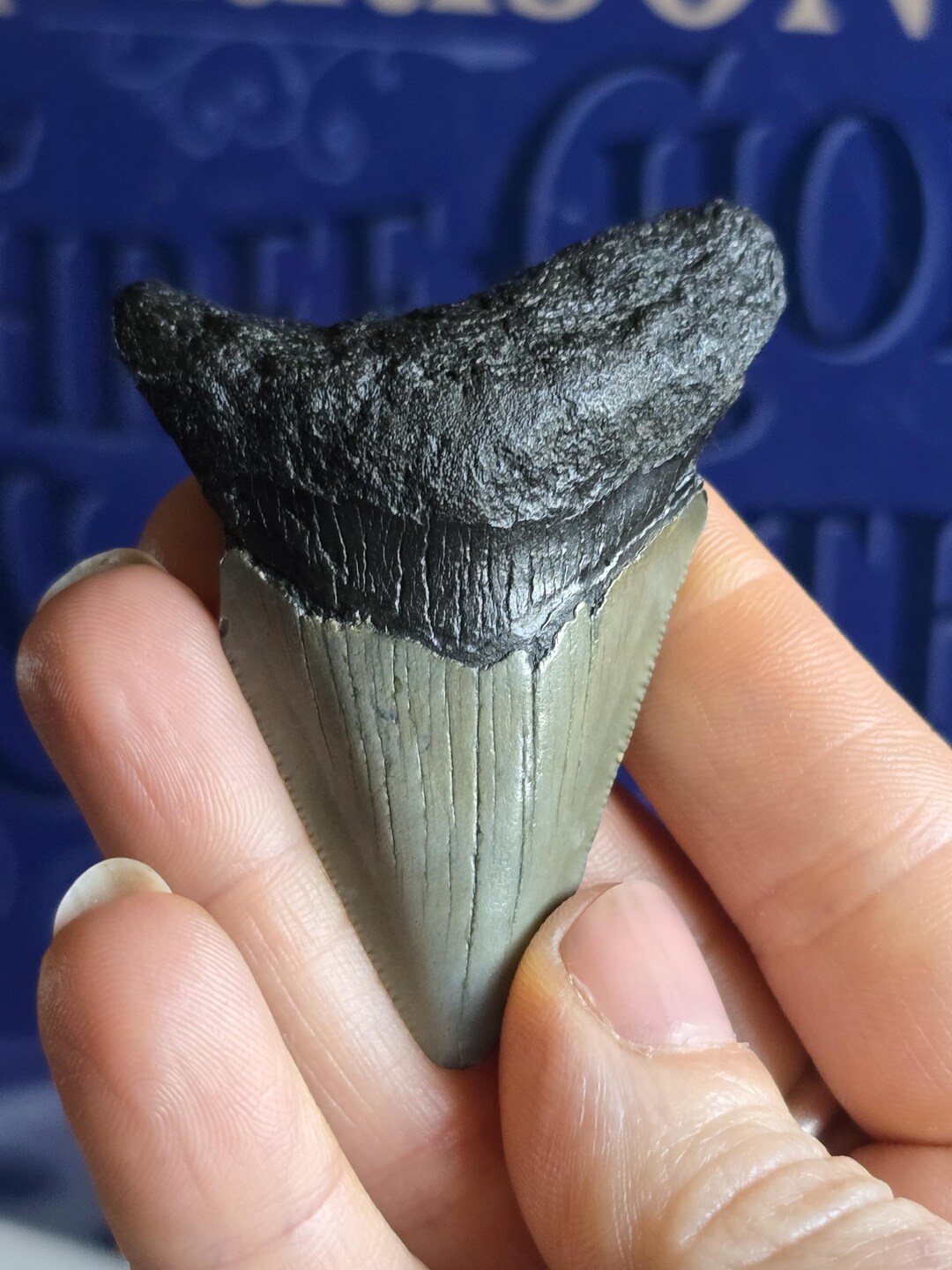 Very Nice Small Megalodon Tooth (not a Replica) - Etsy