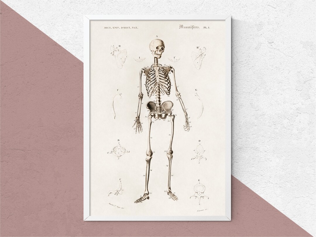 Skeleton Diagram | Antique Reproduction. Vintage Anatomy Print, Vintage ...