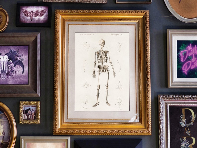 Skeleton Diagram Antique Reproduction. Vintage Anatomy | Etsy