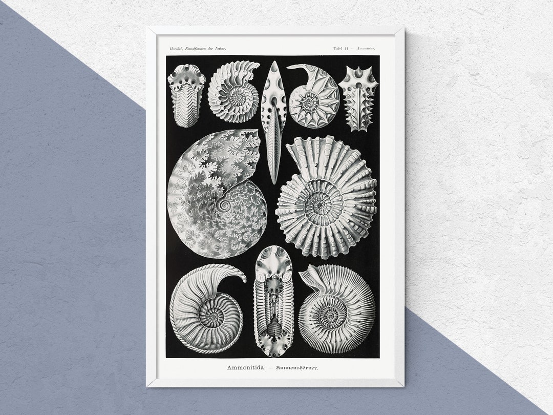 Antique Ammonite Illustration | Antique Reproduction Print. Kitchen ...