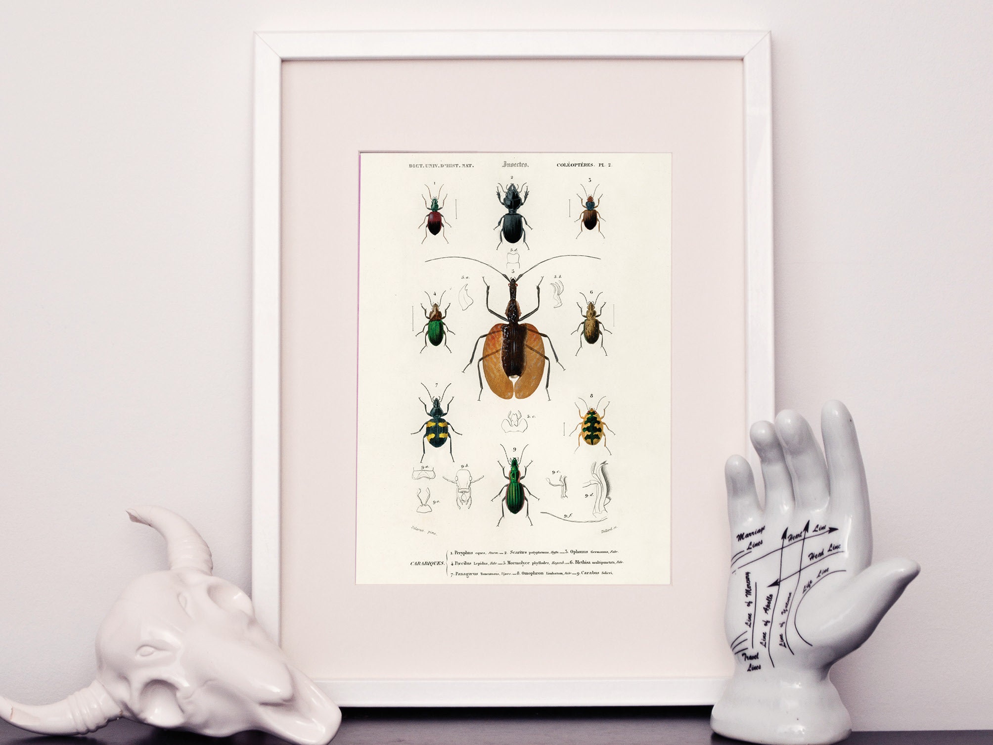 Vintage Beetle Illustration Antique Reproduction Print. - Etsy