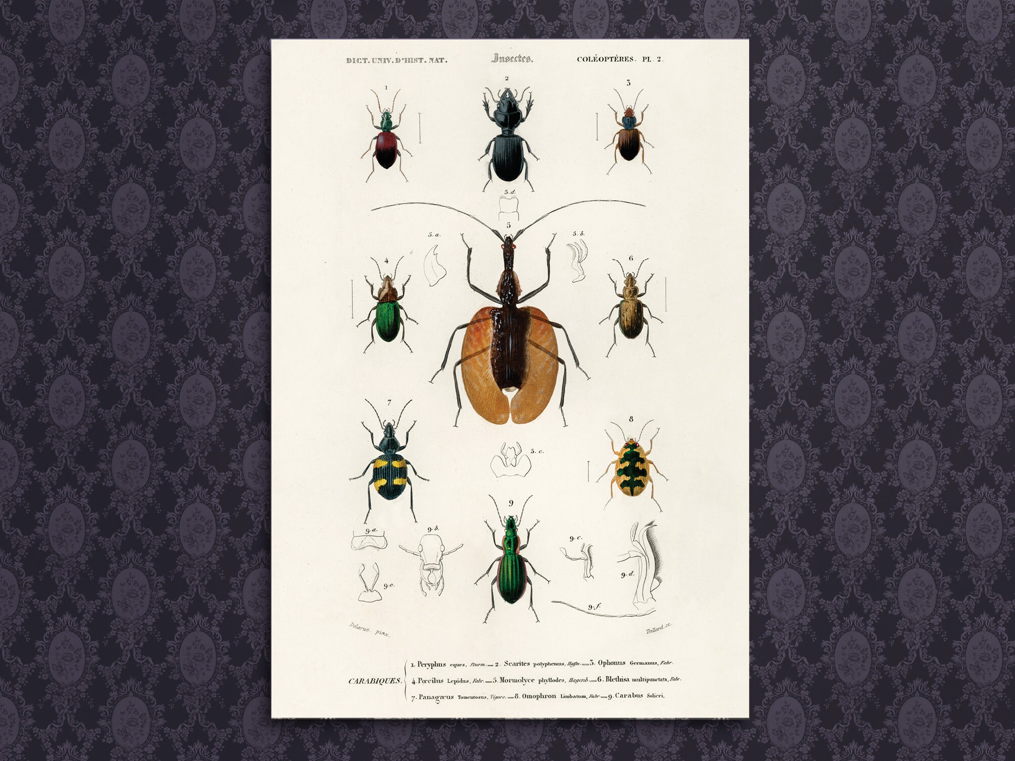 Vintage Beetle Illustration Antique Reproduction Print. - Etsy