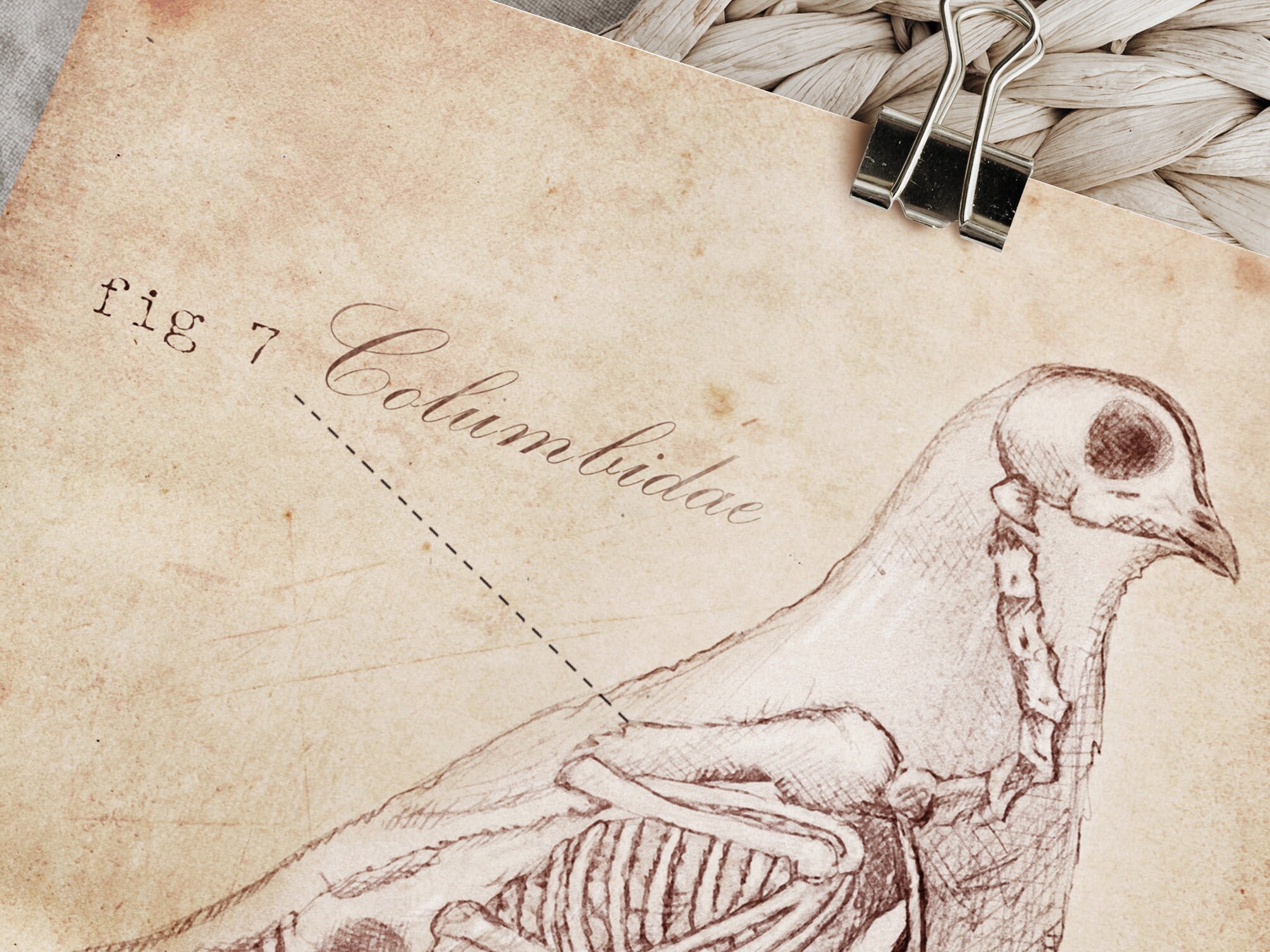 Anatomical Dove Skeleton Print Gothic Wall Art. Skeleton - Etsy