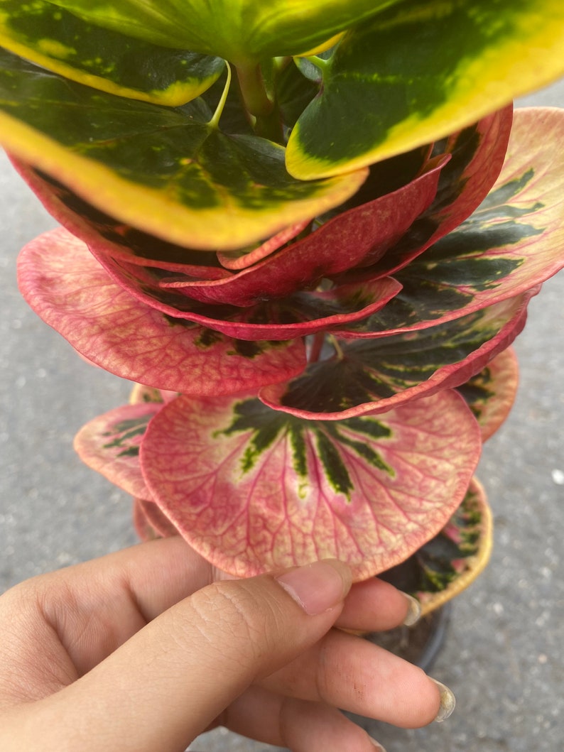 Codiaeum Pictum Variegatum/croton Rose - Etsy