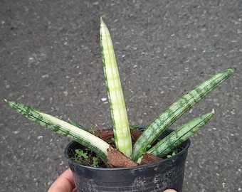 Sansevieria Boncel Variegata Variegated Chunky Snake Plant - Etsy