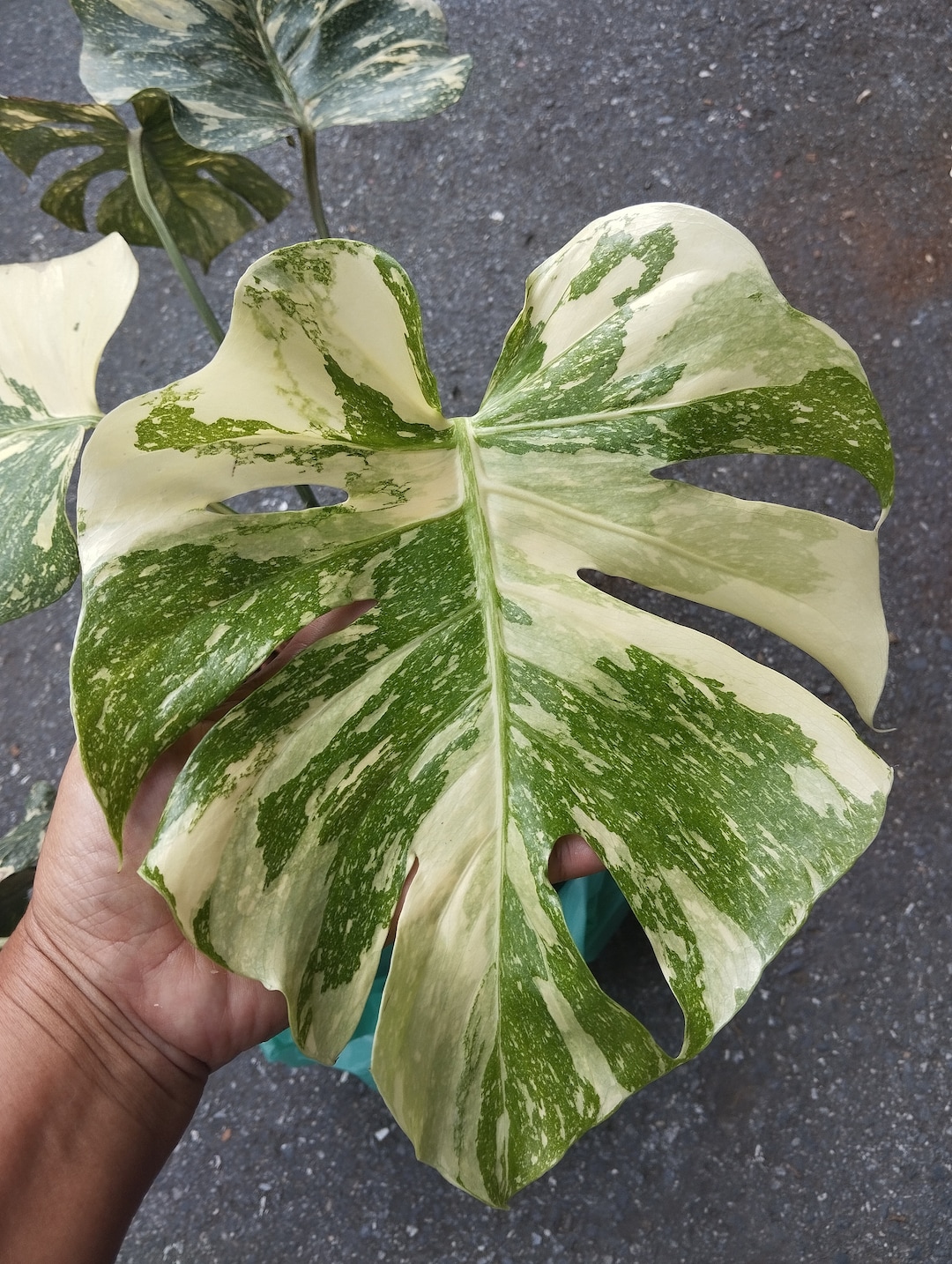 Monstera Cream Brulee Variegated - Etsy