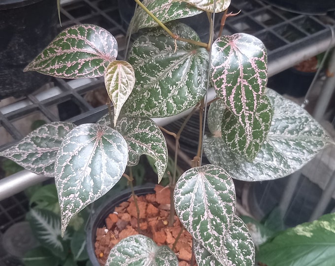 Pink Piper Crocatum Starter Plant (ALL Starter PLANTS Require You to ...