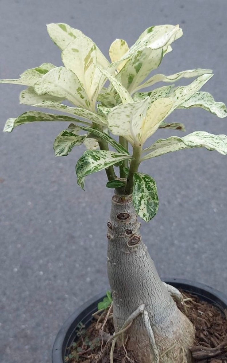 Adenium Marble Variegated/desert Rose - Etsy