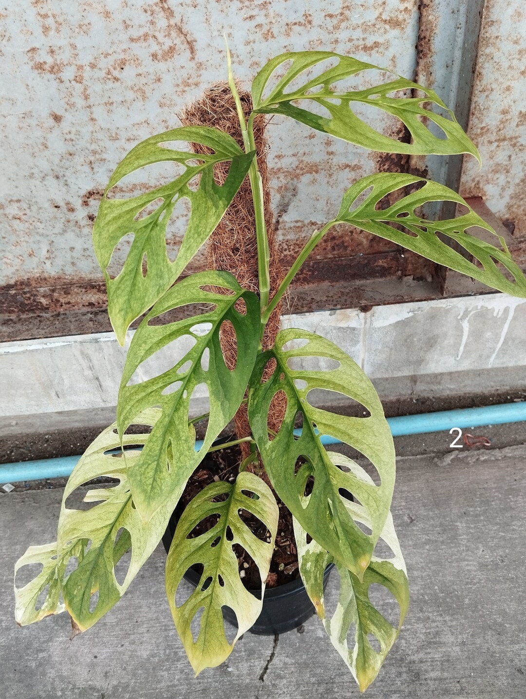 Monstera Acuminata Mint Variegated - Etsy Ireland