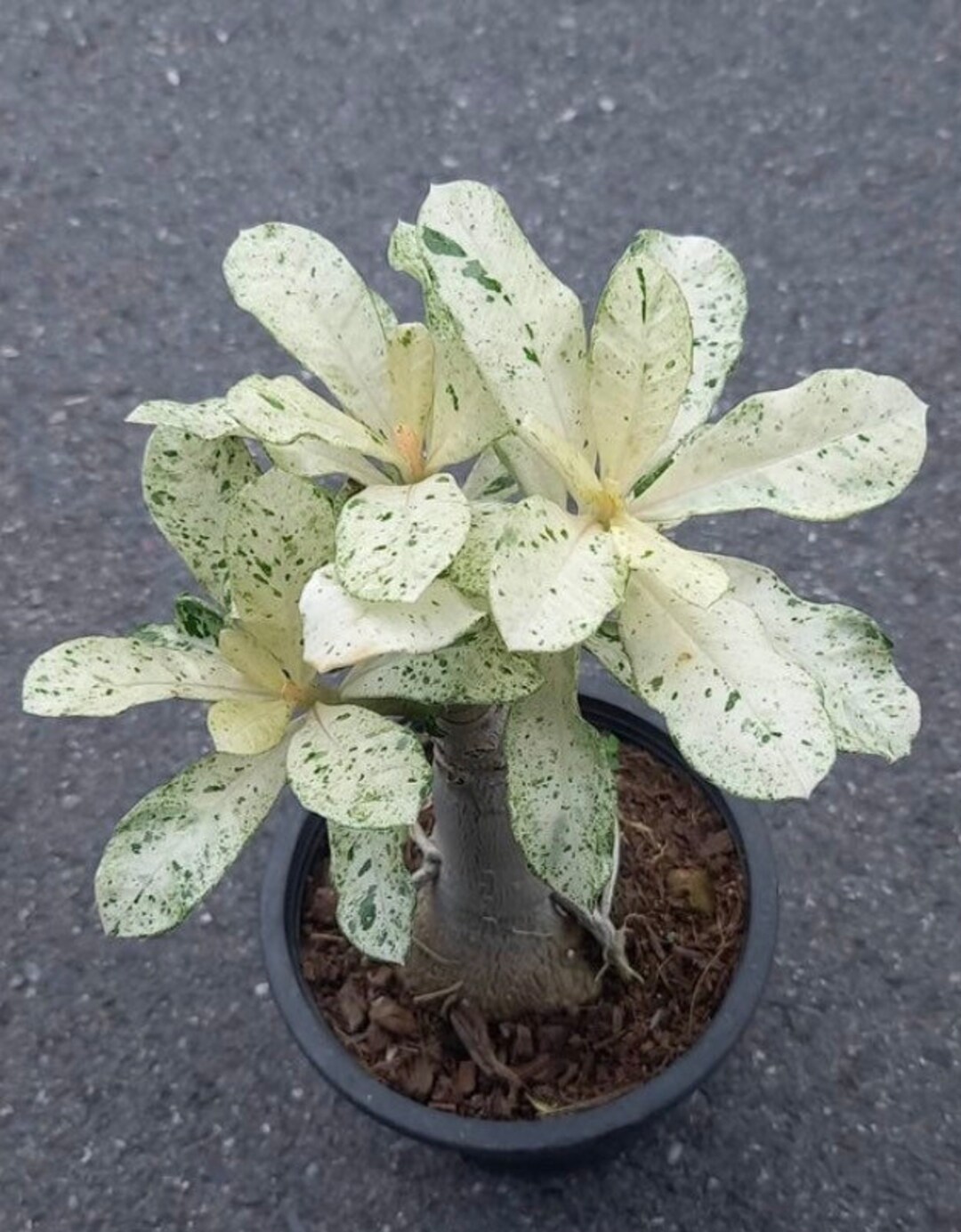 Adenium Marble Variegated/desert Rose Variegated - Etsy