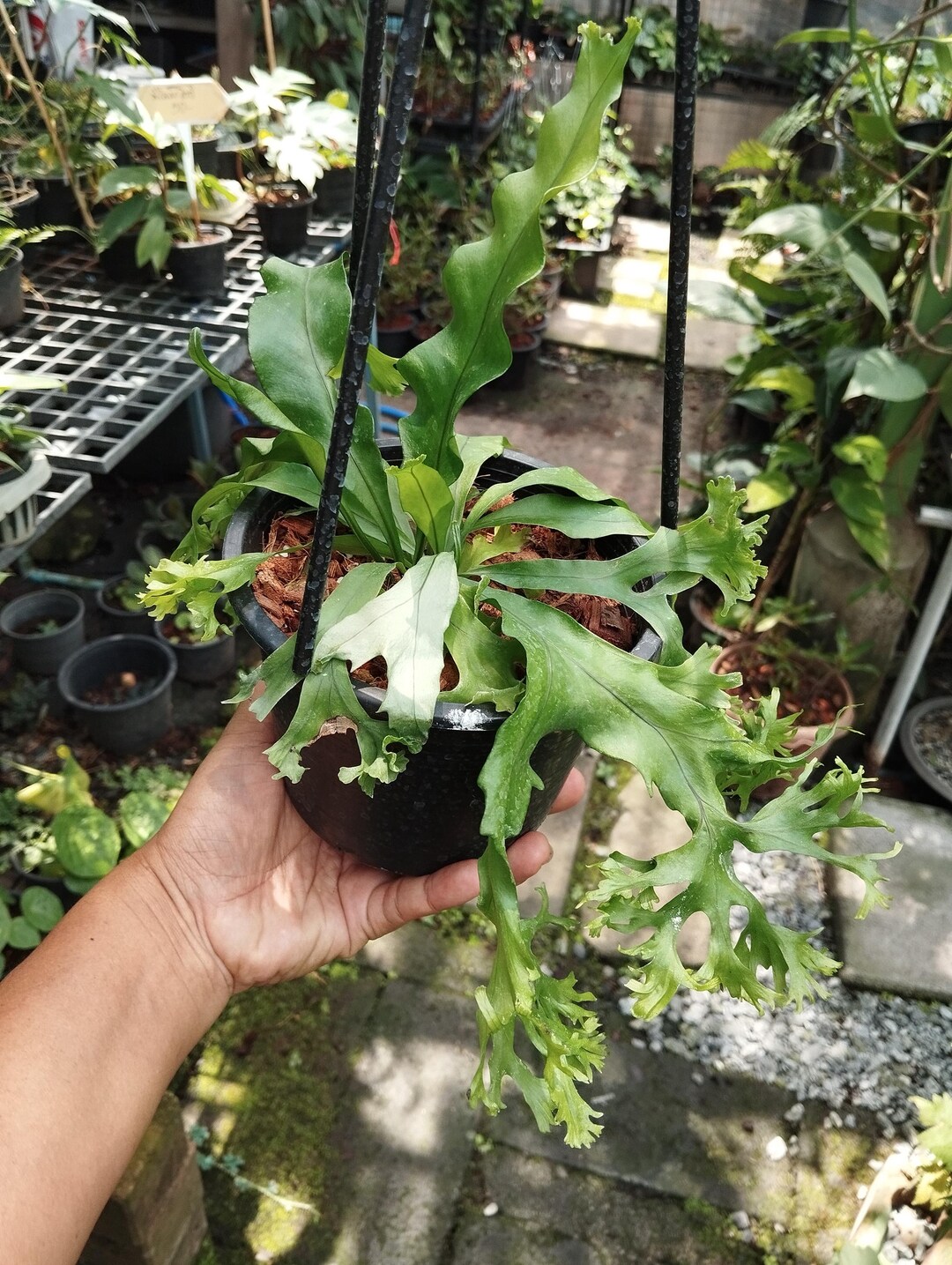 Microsorum Spp. - Etsy