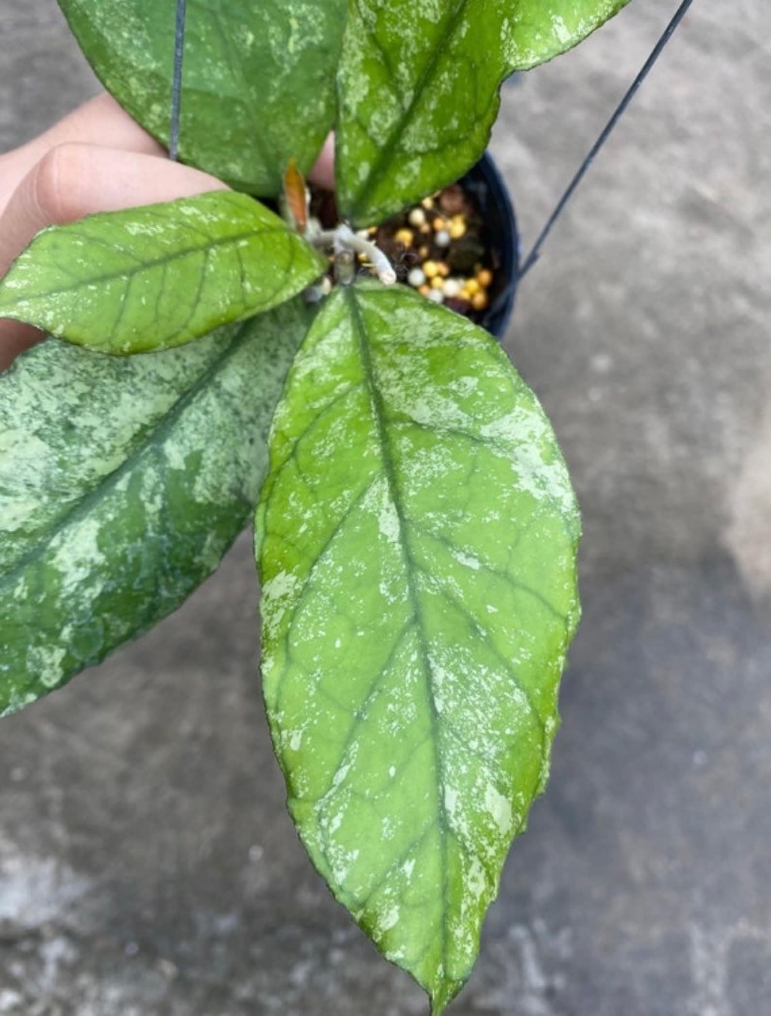Hoya Bahoi Splash - Etsy