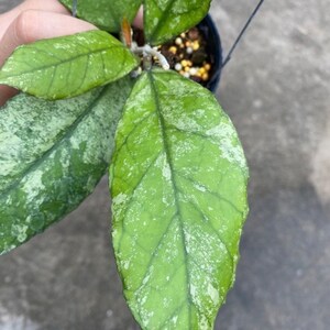 Hoya Bahoi Splash - Etsy