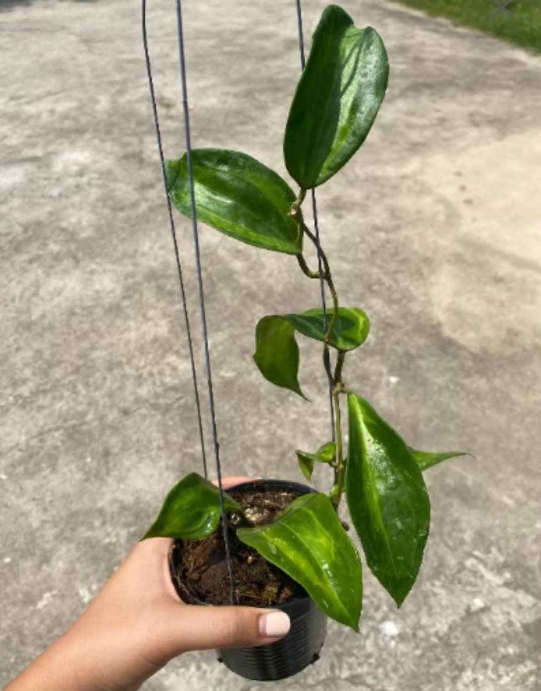 Hoya Macrophylla Baibua - Etsy