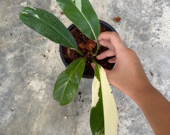 Variegated Philodendron Wend-imbe marble Rare Plant Live Plant - Etsy