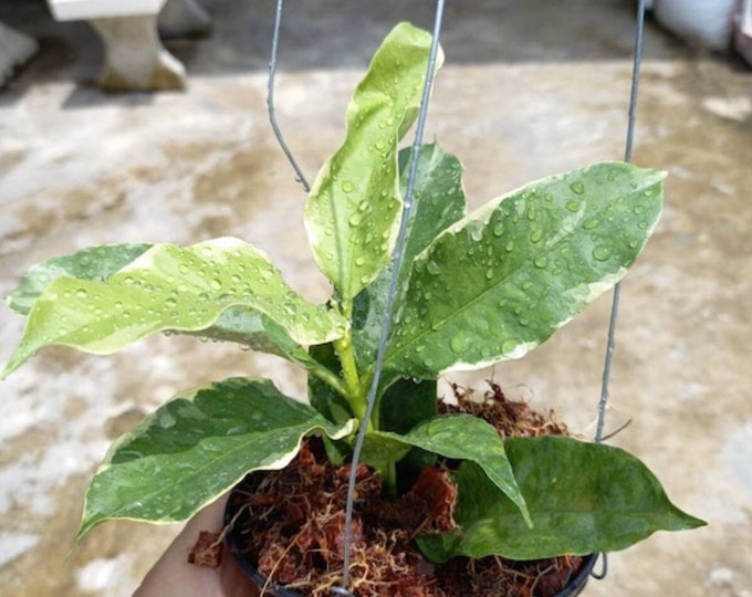 Hoya Multiflora Albomarginata (((((hoya-variegated)))) Phyto-cer:/// - Etsy