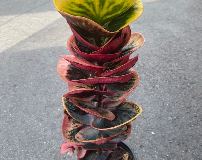 Rose Croton “thai” - Etsy