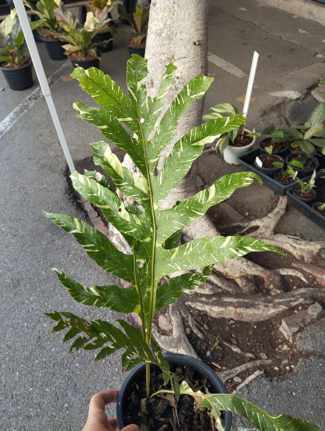 Drynaria Quercifolia Variegated/oak Leaf Fern Variegated - Etsy