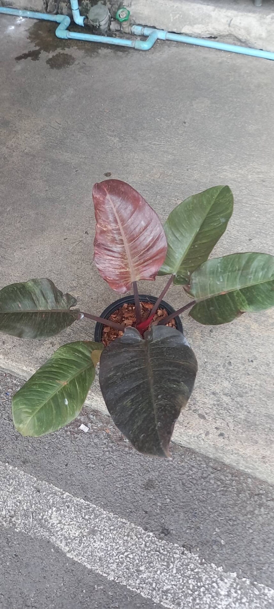 Philodendron Black Cardinal Marble - Etsy
