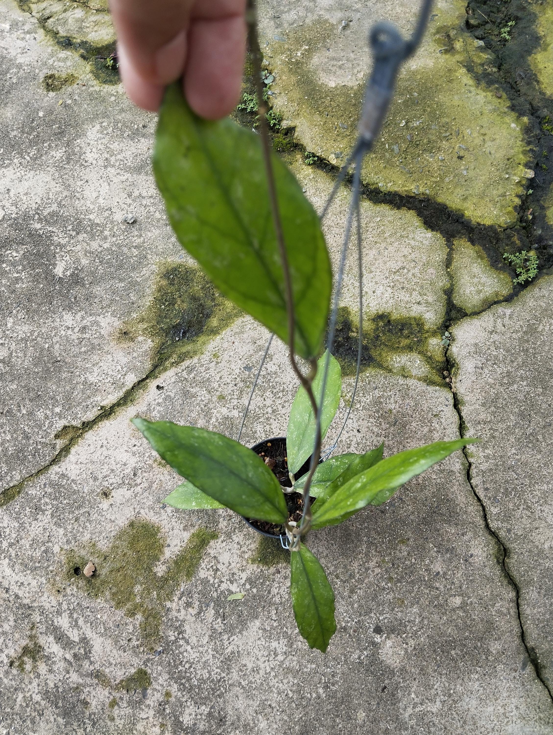 Hoya Bahoi Splash - Etsy
