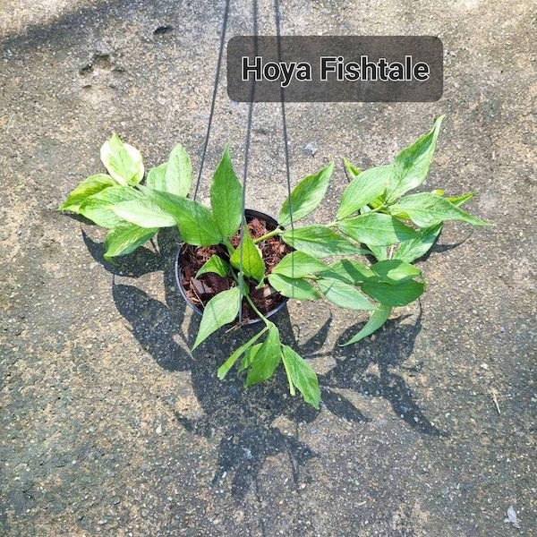 Fishtail Hoya - Etsy