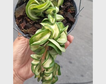 Hoya Compacta Variegated “mauna Loa” in 3”pots - Rare Hoya - Wax Plant ...