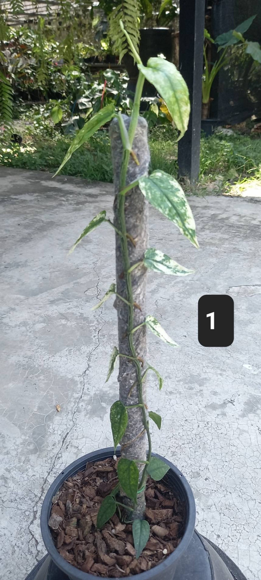 Epipremnum Cebu Blue Ghost Variegated - Etsy