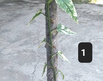 Variegated Cebu Blue Epipremnum Pinnatum Cebu Blue Ghost - Etsy