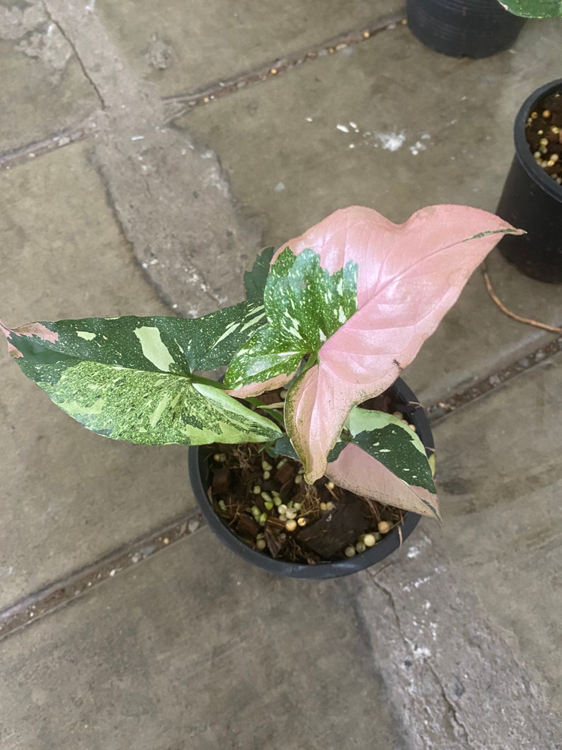 Syngonium Tri Color - Etsy