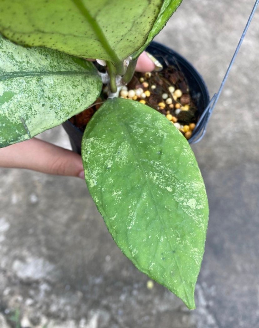 Hoya Bahoi Splash - Etsy