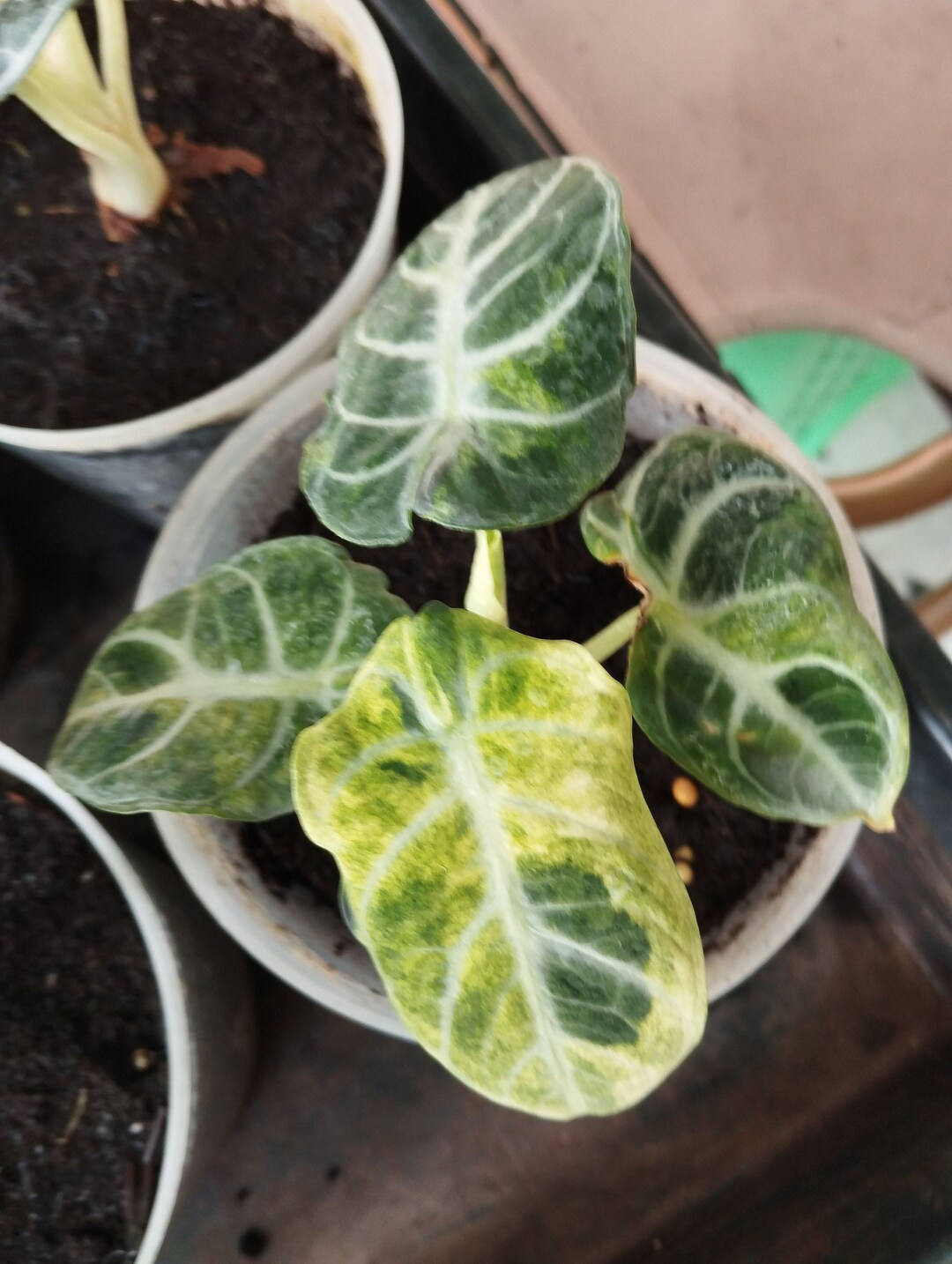Alocasia Black Velvet Ninja Variegated - Etsy