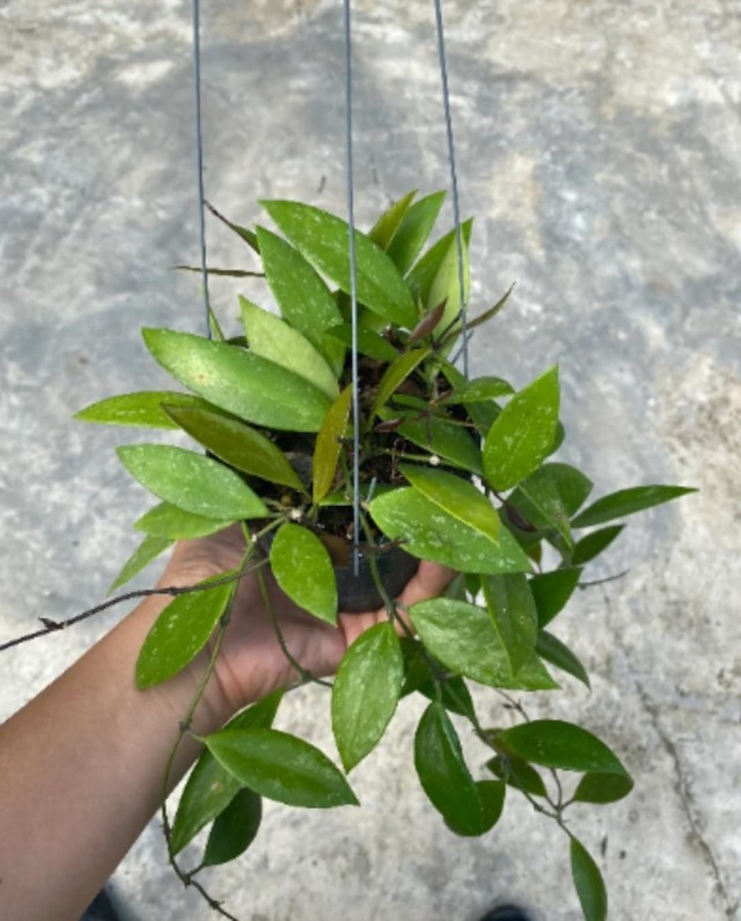 Hoya Memoria Splash - Etsy