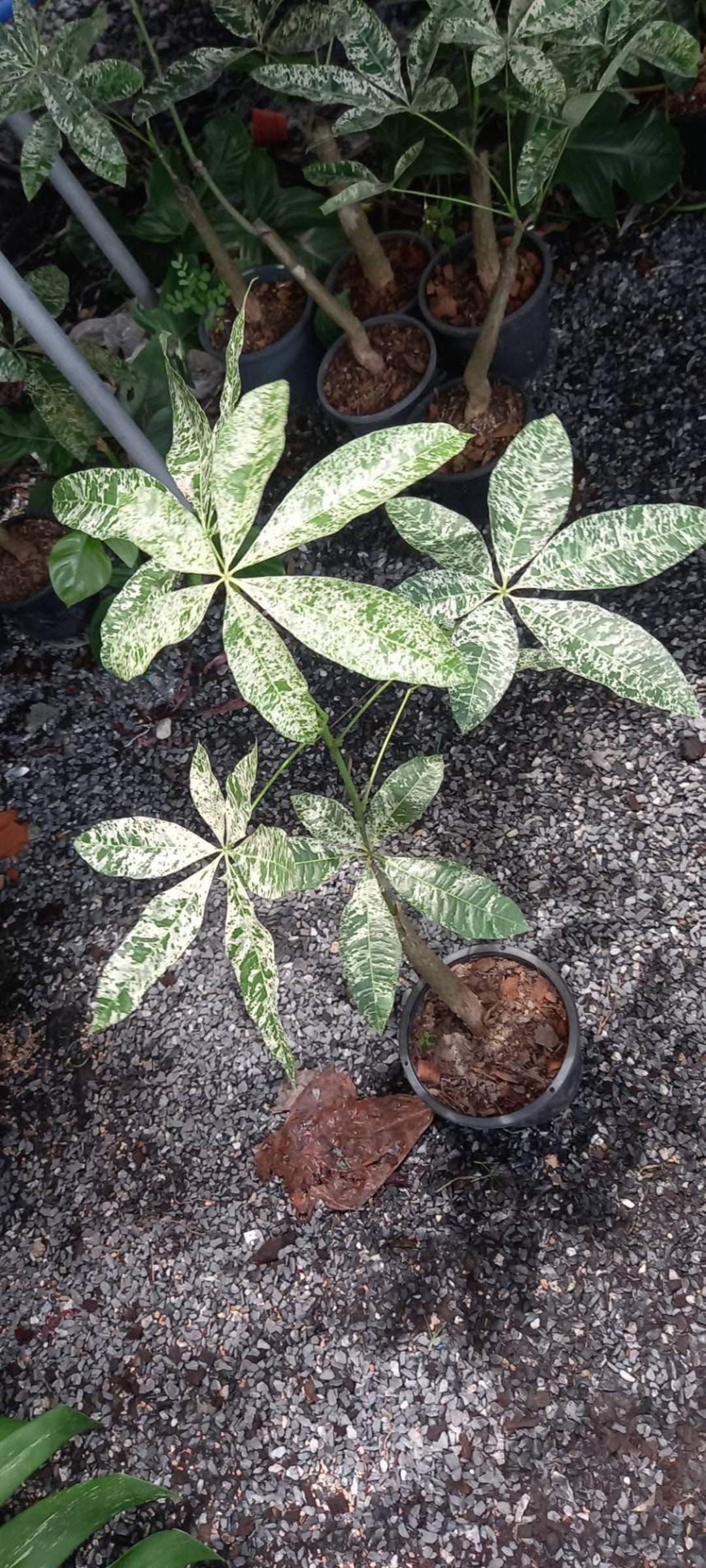 Pachira Aquatica/money Tree Variegated - Etsy