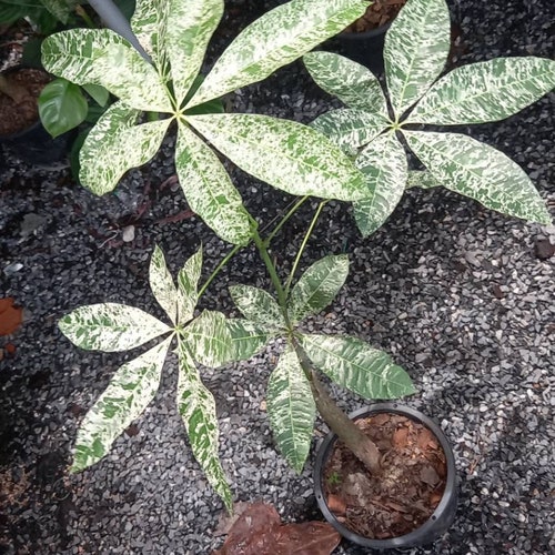Pachira Aquatica/money Tree Variegated - Etsy